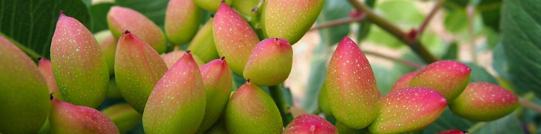 American Pistachio Growers | Seidman Research Institute